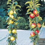 Stubaste jabuke – sorte, sadnice, sadnja, uzgoj i orezivanje